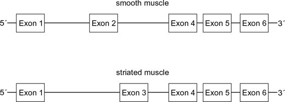 AP Biology Question 379: Answer and Explanation_crackap.com