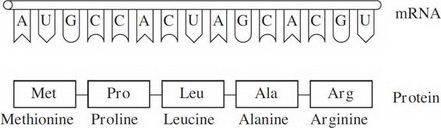 AP Biology Practice Test 5_crackap.com